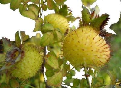 China Rosa Roxburghii Extract 17% Vitamin C for sale