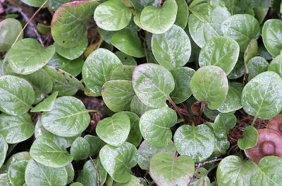 China Chinese herbal Pyrola Rotundifolia Extract 10:1 for sale