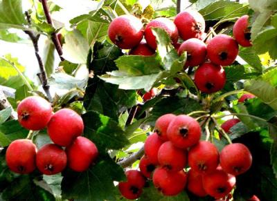 China Hawthorn Fruit Extract Powder 10:1 for sale
