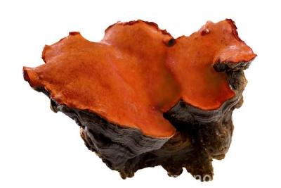 China 10:1 Natural Antrodia Cinnamomea Extract for sale