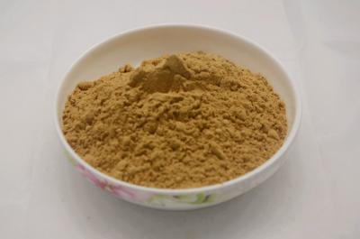 China Natural supplement antrodia camphorata extract 10:1 for sale