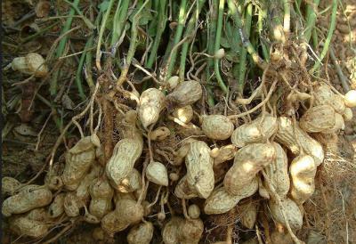 China Mignonette Extract luteolin CAS No .491-70-3 for sale