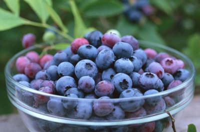 China 25% Anthocyanidin Bilberry Fruit Extract/Vaccinium myrtillus Extract for sale