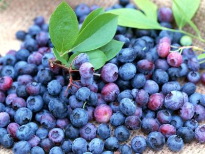 China vaccinium myrtillus extract anthocyanidins for sale