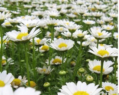 China Feverfew P.E. parthenolide 0.3%0.8%HPLC for sale
