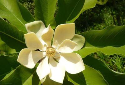 China natural Honokiol & Magnolol powder 50% for sale