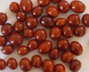 China Antioxidant wild jujube seed extract powder 2% Jujuboside for sale