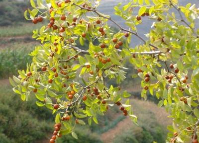 China Semen Ziziphi Spinosae Extract Jujuboside powder Cas.No.: 55466-05-2 for sale
