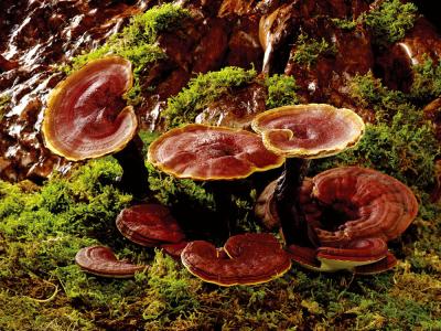 China natural reishi mushroom mycelium extract for sale