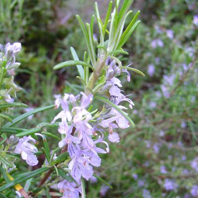 China natural rosemary ursolic acid 98% for sale