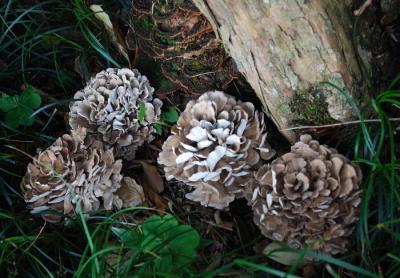 China Beta 1,3/1,6 D Glucan 30% Maitake Extract for sale