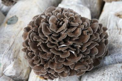 China natural beta-glucan grifola frondosa extract for sale