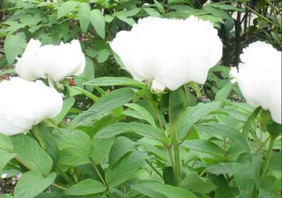 China Chinese herbaceous peony extract 10:1 for sale