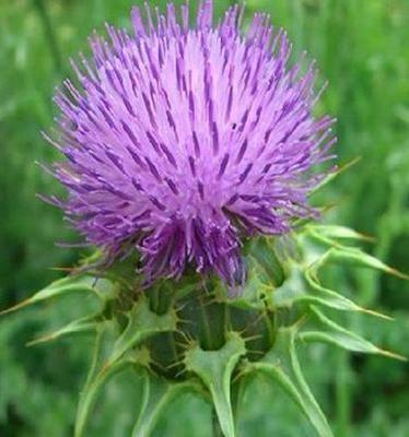 China protect liver Silybum marianum Extract silybin powder for sale