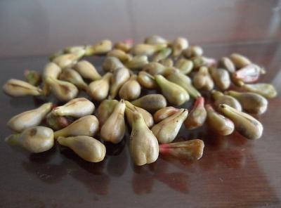 China PAC powder vitis vinifera seed p.e. 84929-27-1 for sale