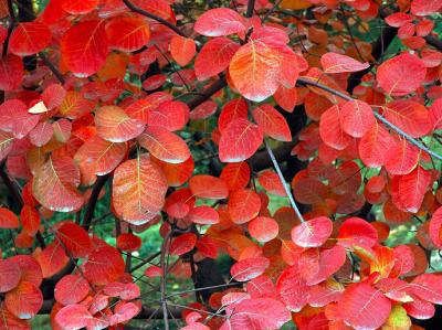 China Smoketree Extract,Cotinus coggygria extract,Folium Cotini Extract,Common Smoketree Extract for sale