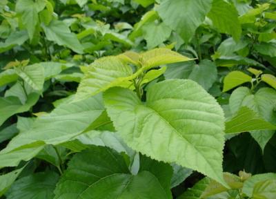 China folium mori extract/morus alba extract 10:1 for sale