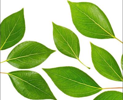 China liver care folium mori extract powder,kidney care folium mori p.e. for sale