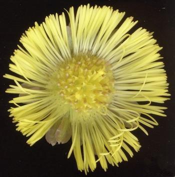 China Common Coltsfoot Flower Extract,Flos Farfarae Extract,Tussilago Farfara Extract for sale