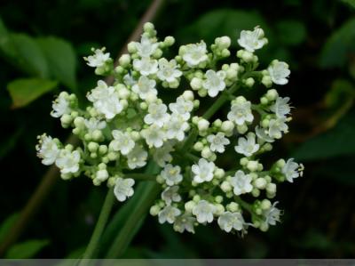 China clear heat and expel toxin Dahurian Patrinia Extract Powder for sale