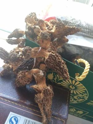 China anti-inflammatory Morel mushroom extract for sale