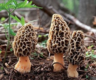China Morchella mushroom Polysaccharides 10%,Morchella mushroom extract 10% for sale