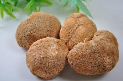 China nutritional supplement bear's head tooth mushroom powder for sale
