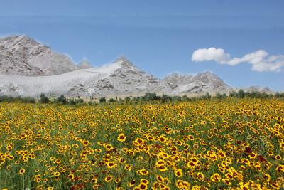 China relax the bowels snow chrysanthemum extract for sale