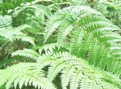 China drive bug Rhizoma Dryopteris Extract powder for sale