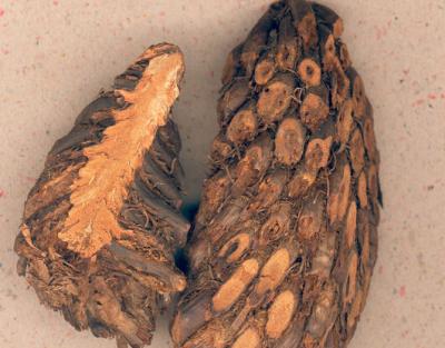 China natural Dryopteris Extract 10:1 for sale