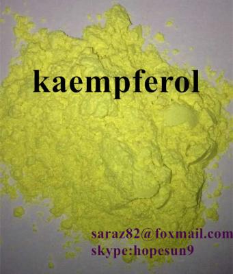 China natural kaempferol supplement antioxidant for sale