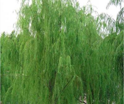 China white willow bark extract for acne,white willow bark extract anti inflammatory 138-52-3 for sale