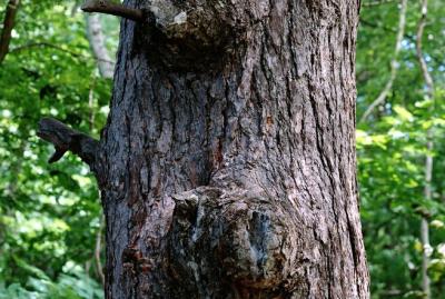 China pine bark extract opc,pine bark extract 95 opc,pine bark extract proanthocyanidins for sale