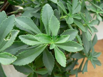 China 100% natural notoginseng leaf extract notoginsenoside Rb3 10 for sale