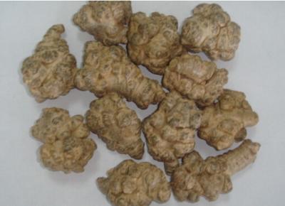 China notoginsenoside supplement from notoginseng plant for sale