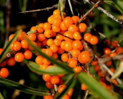 China High Temperature Sterilizing Sea Buckthorn Berry Fruit Extract for sale