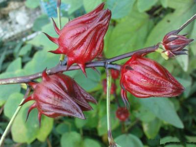 China good water soluble Hibiscus Flower Extract powder for beverages for sale