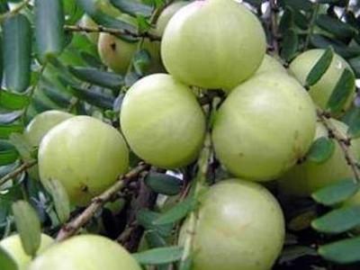 China amla berry extract, phyllanthus emblica fruit extract, Indian gooseberry extract, emblica officinalis extract for sale