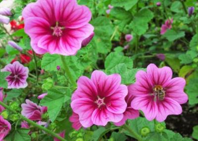 China mallow extract, malva sylvestris extract, JINKUI extract, malva purpurea extract for sale