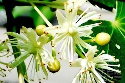 China Lime flower extract, Linden flower extract, Tilia Extract 10:1 for sale