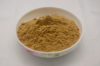 China Glossy Privet Fruit Extract, Glossy Privet Fruit Extract Powder, Ligustrum Lucidum Fruit Extract for sale