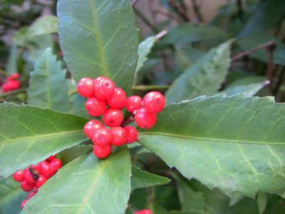China Sarcandra Glabra Extract, Sarcandra Glabra Extract powder, Sarcandra Glabra P.E., Isofraxidin for sale