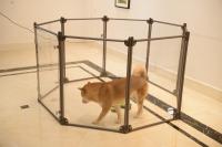 China Impact Resistant Black Clear Acrylic Dog Pen For Puppies And Cats for sale