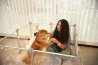China Portable Aluminium Acrylic Pet Playpen For Dog Puppy Rabbit for sale