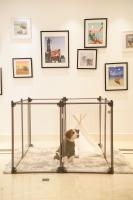 China Removable Foldable Clear Puppy Metal Fencing For Pets Playing for sale