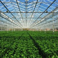 China 12m Span Gutter Connected Venlo Tempered Glass Greenhouse For Flowers 12x10 12x12 12x14 for sale