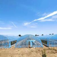 China 8m 9m 10m Plastic Polytunnel Greenhouse Agriculture Growing Vegetable Flower Fruit for sale