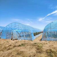 China 8m 9m 10m Plastic Polytunnel Greenhouse Agriculture Growing Vegetable Flower Fruit for sale