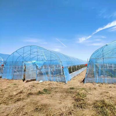 China 8m 9m 10m Plastic Polytunnel Greenhouse Agriculture Growing Vegetable Flower Fruit for sale