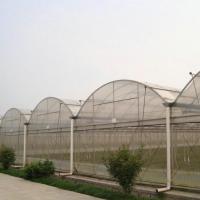 China 10000m2 Big Span Agriculture Multi Span Greenhouse Plastic Film Green House For Hydroponic Growing for sale